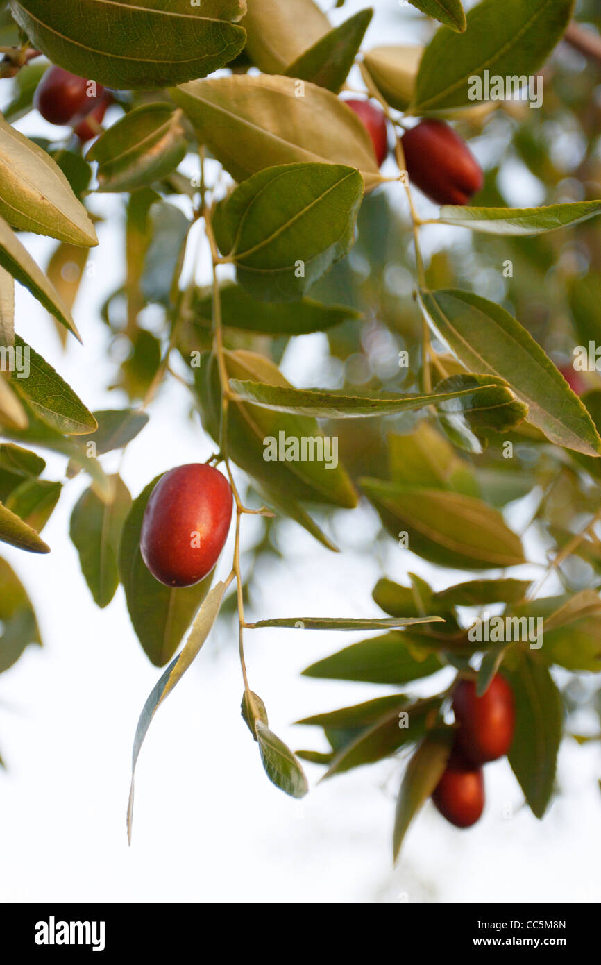 Jujube tree hi-res stock photography and images - Alamy