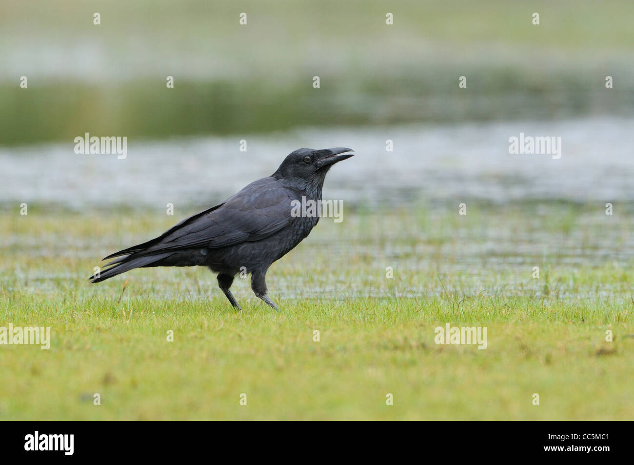 Corvidae High Resolution Stock Photography and Images - Alamy