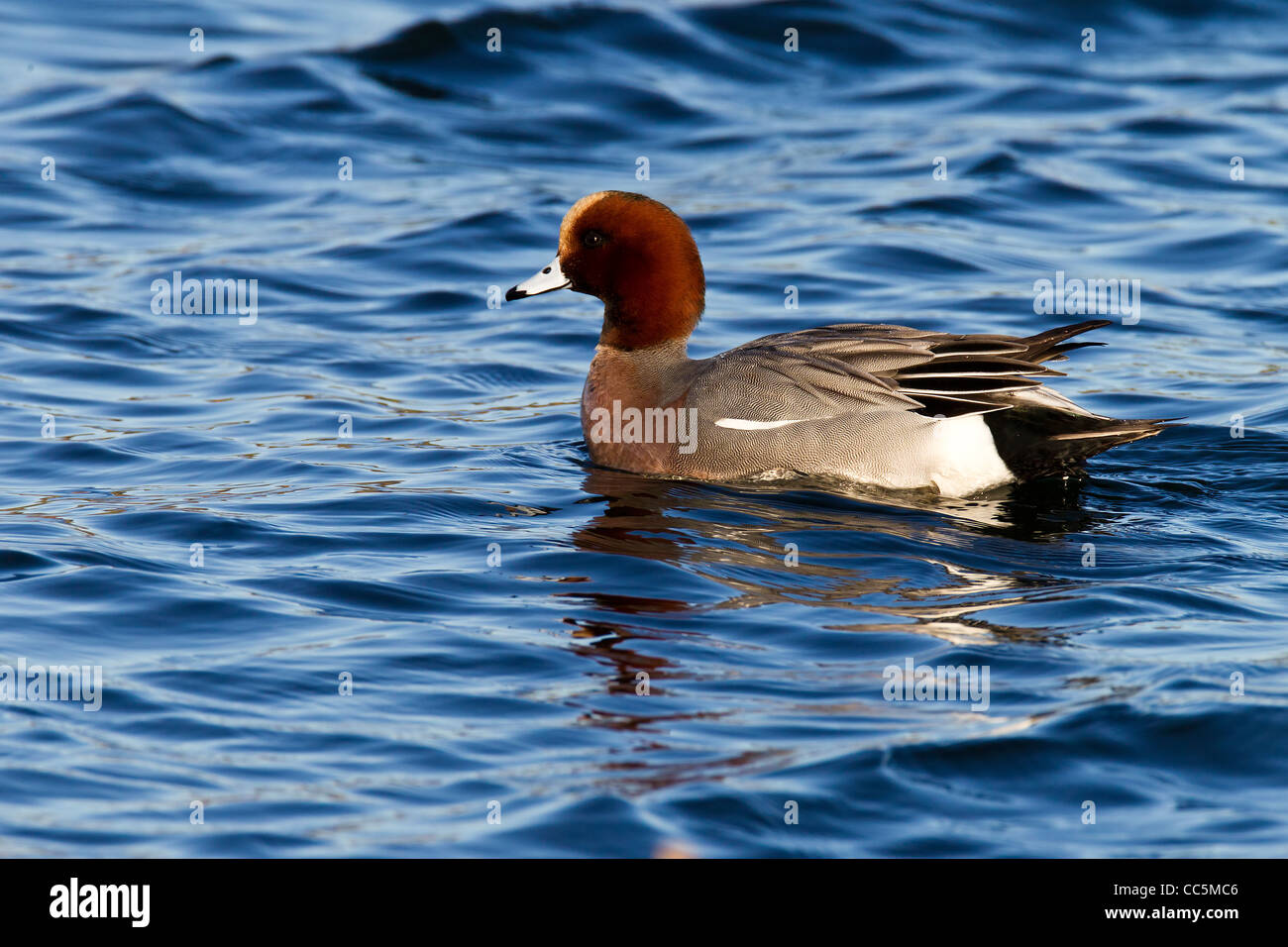 Wigeon Anas penelope (Anatidae) Drake in Winter Stock Photo - Alamy