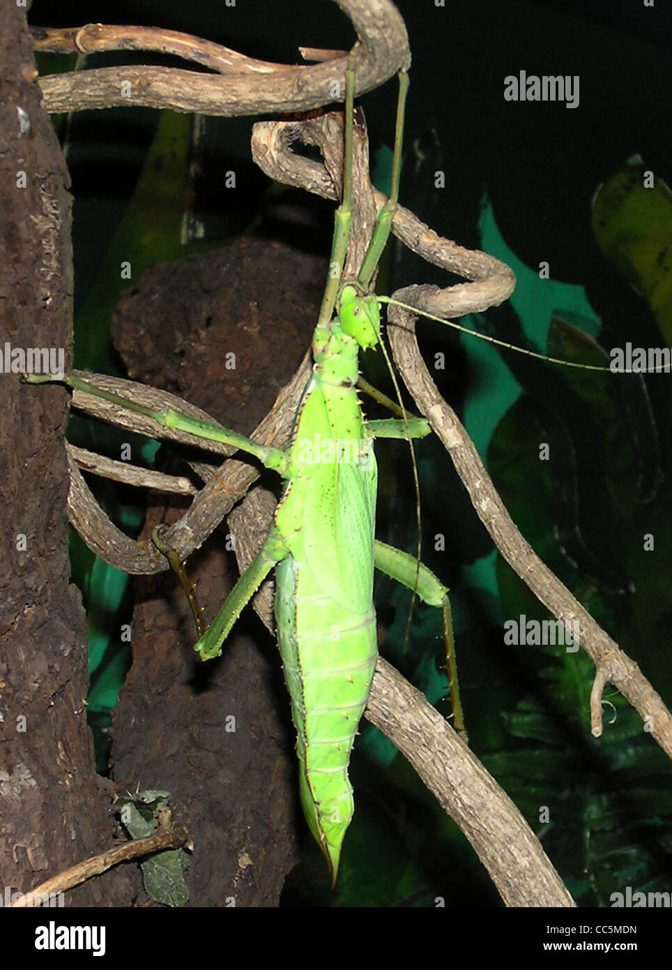 The Malaysian Giant Jungle Nymph (Heteropteryx dilitata) at Bristol Zoo ...