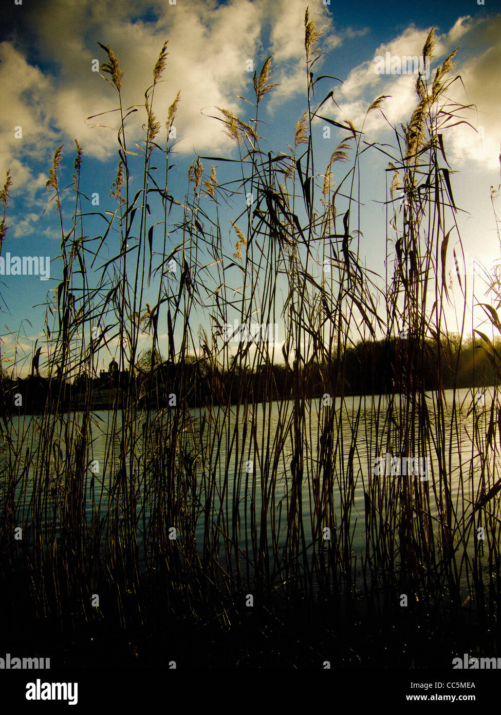 Tall grasses hi-res stock photography and images - Alamy