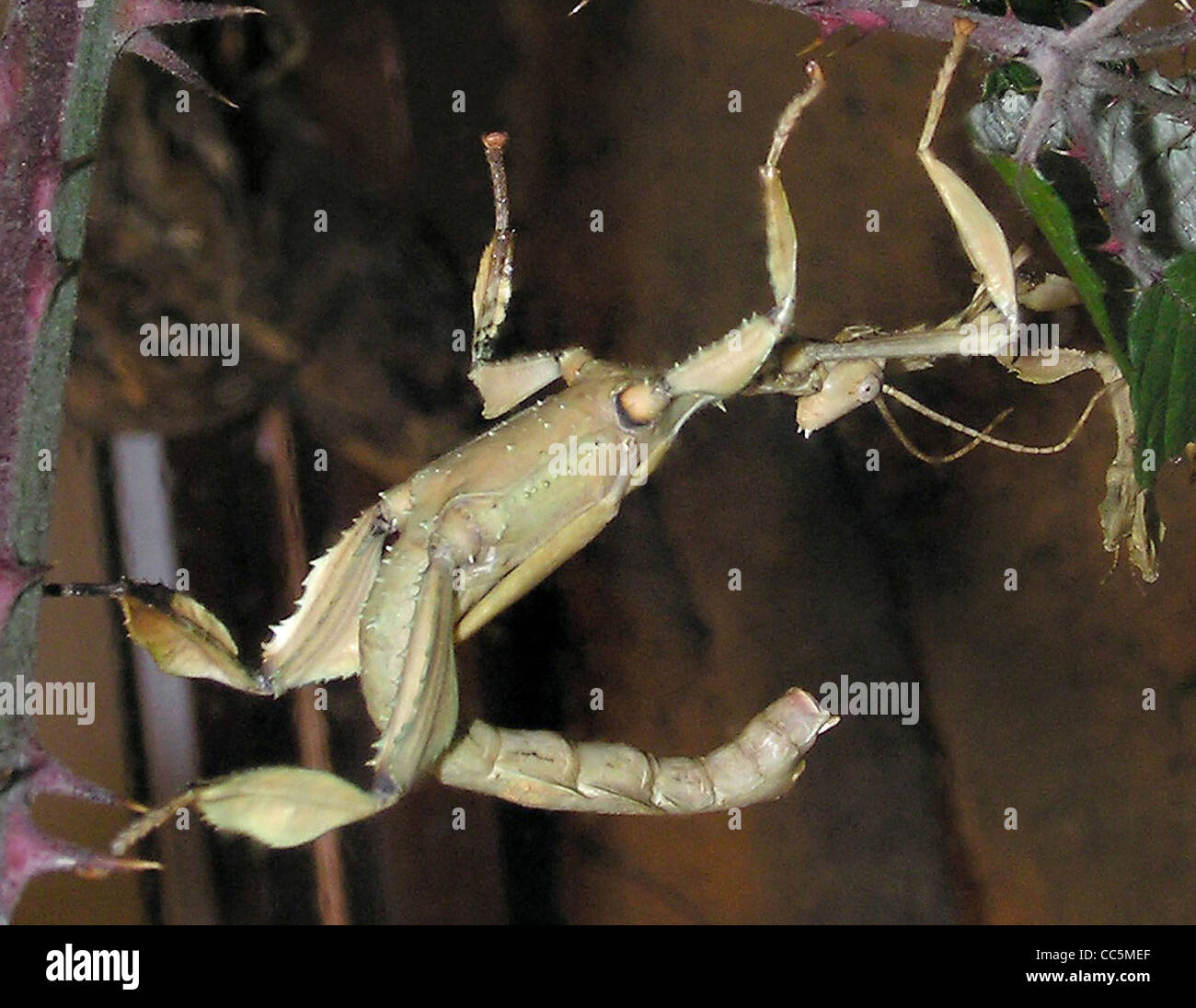 Smaller males hi-res stock photography and images - Alamy