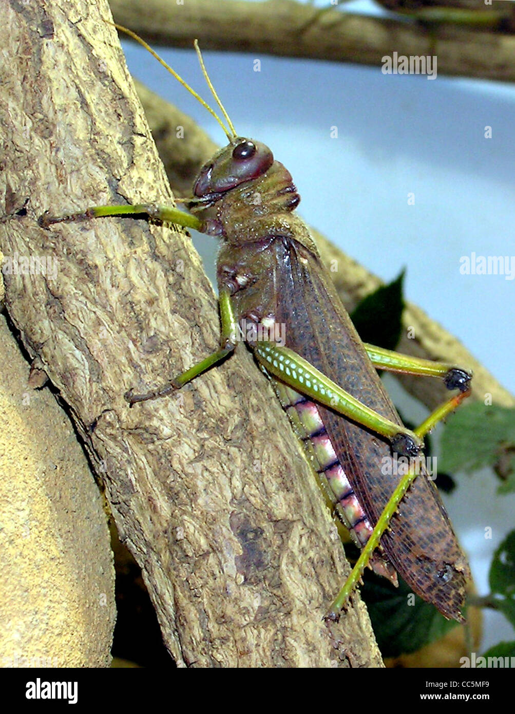 American grasshopper hi-res stock photography and images - Alamy