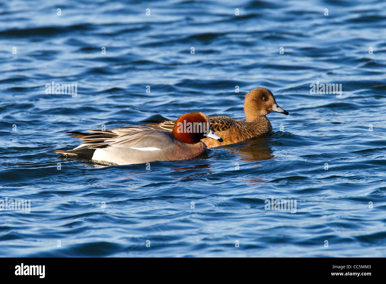 Wigeon Anas penelope (Anatidae) Drake in Winter Stock Photo - Alamy
