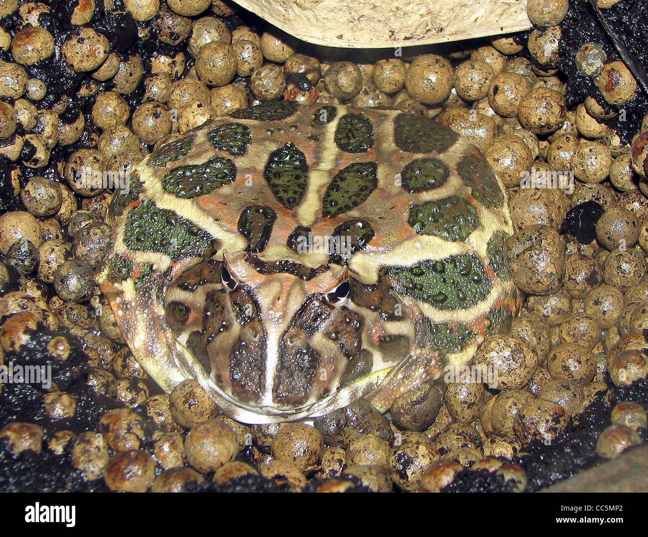 Frog exhibit hi-res stock photography and images - Alamy