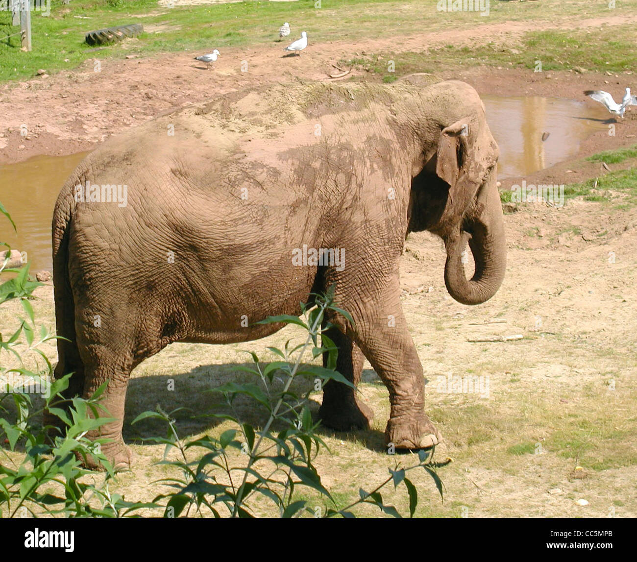 A female Asian elephant (Elephas maximus) at Paignton Zoo in Devon ...