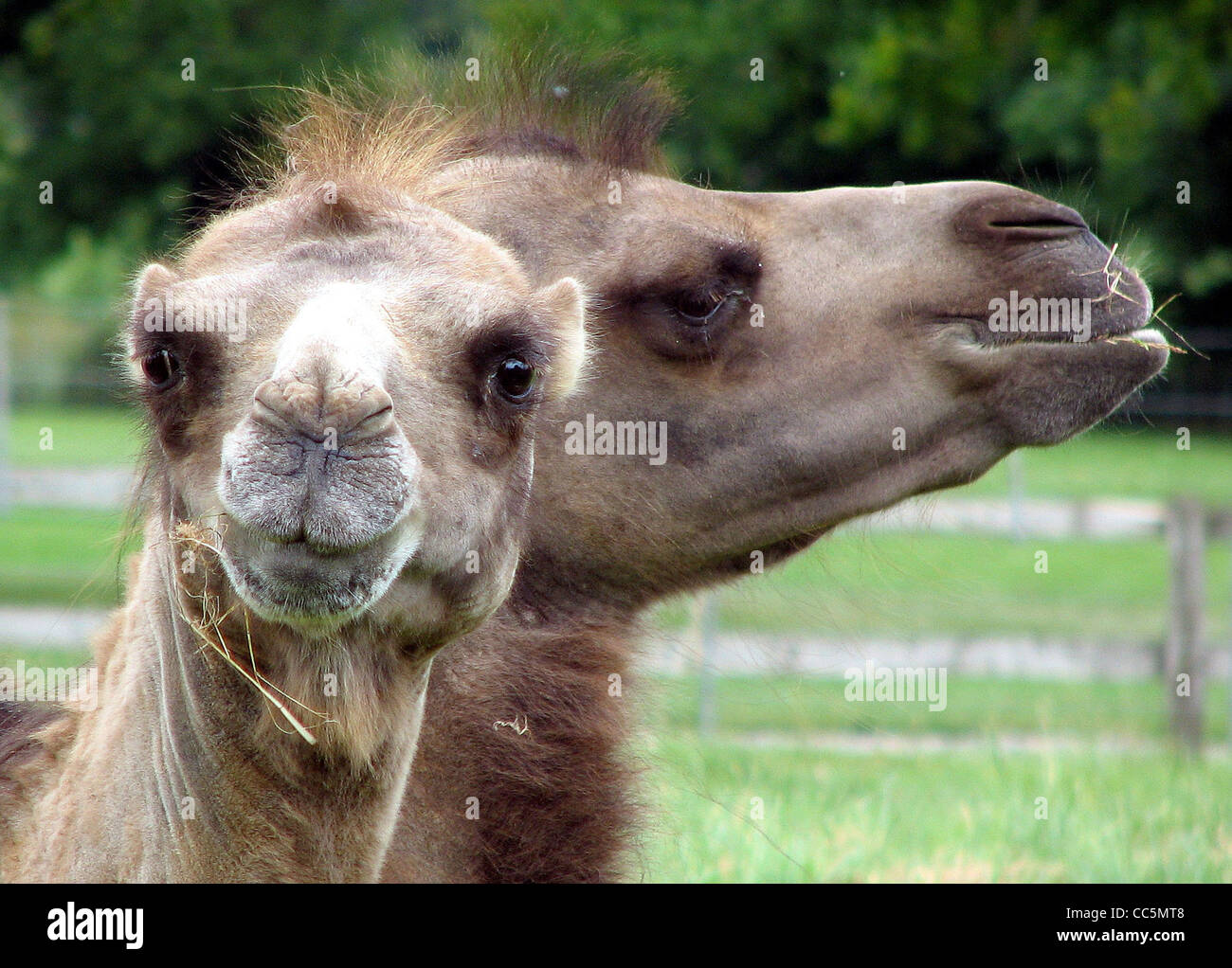 Two Bactrian camels are on display at Cotswold Wildlife Park in Burford ...