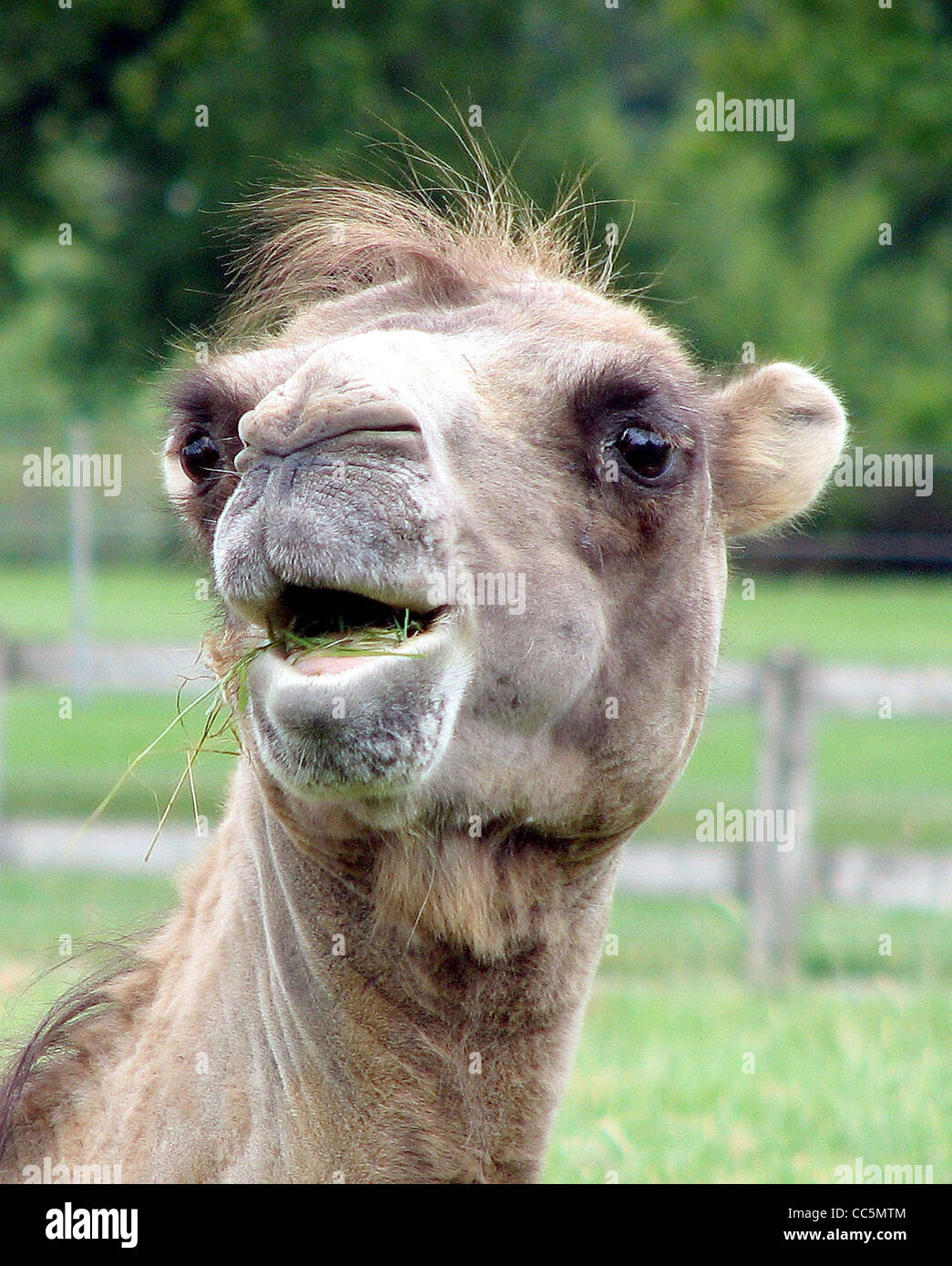 A Bactrian Camel at the Cotswold Wildlife Park in Burford, Oxfordshire ...