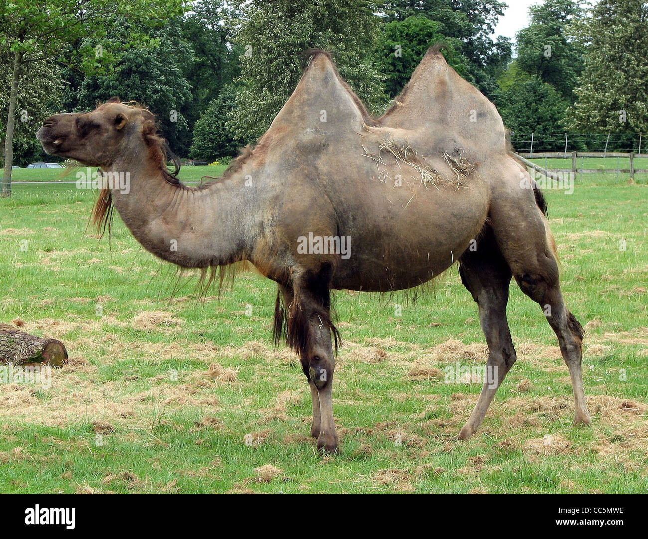 Bactrian camel known camelus hi-res stock photography and images - Alamy