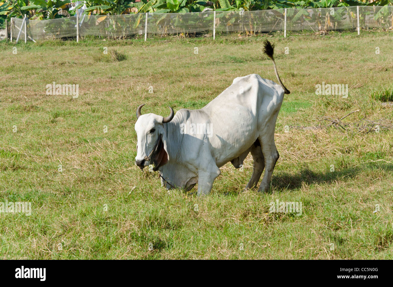 A large white Brahman cow with curved horns and large floppy ears ...