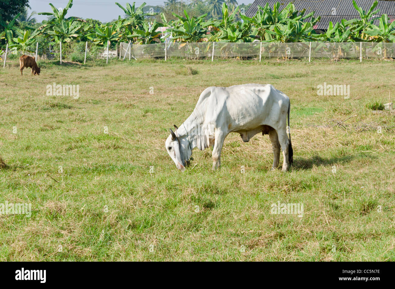 A large white Brahman cow with curved horns and large floppy ears ...