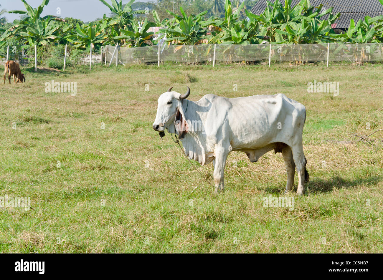 A large white Brahman cow with curved horns and large floppy ears ...
