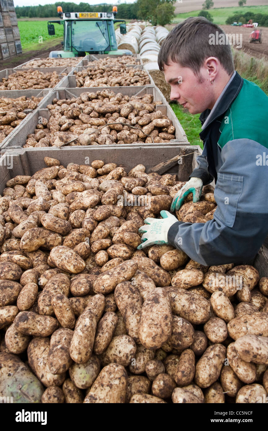 Sorting potatoes hi-res stock photography and images - Alamy