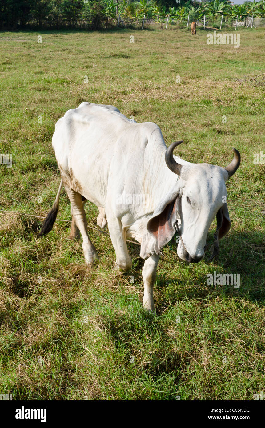 A large white Brahman cow with curved horns and large floppy ears ...