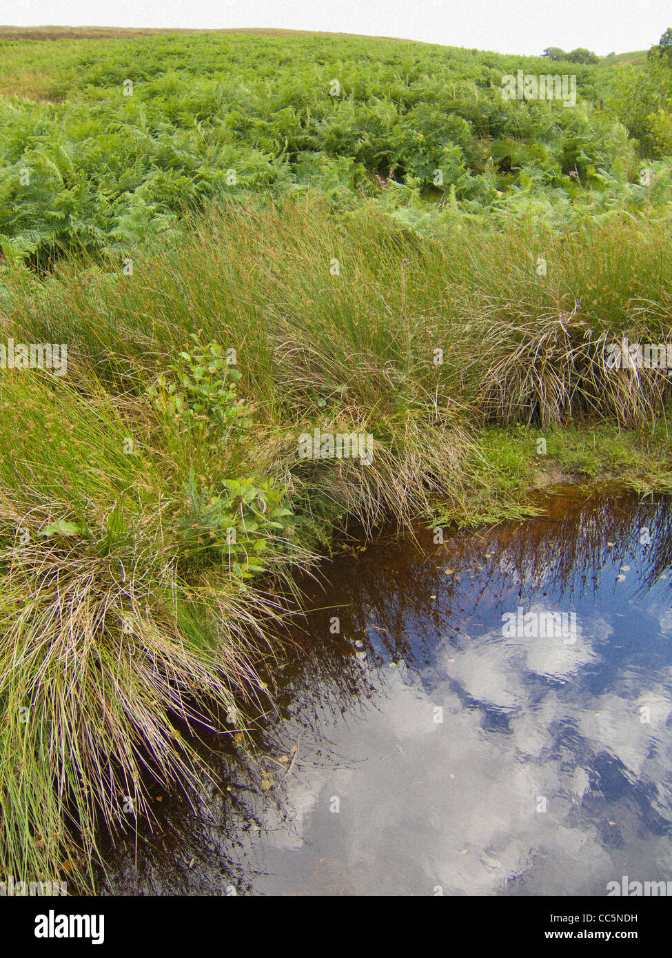 Natural pool of water formed in a UK wetland Stock Photo - Alamy