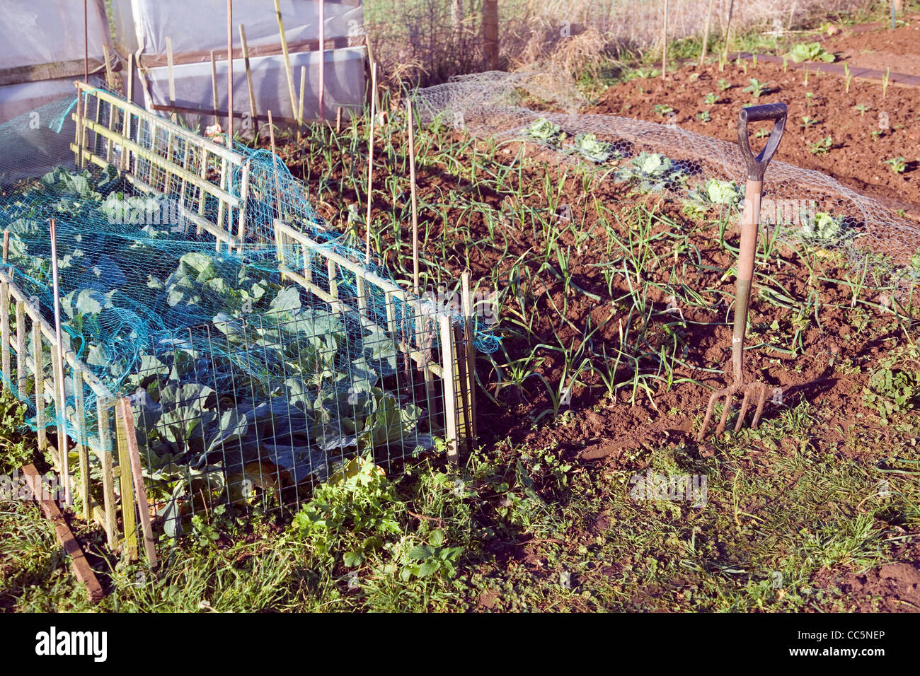Winter crops allotment garden plots Stock Photo - Alamy