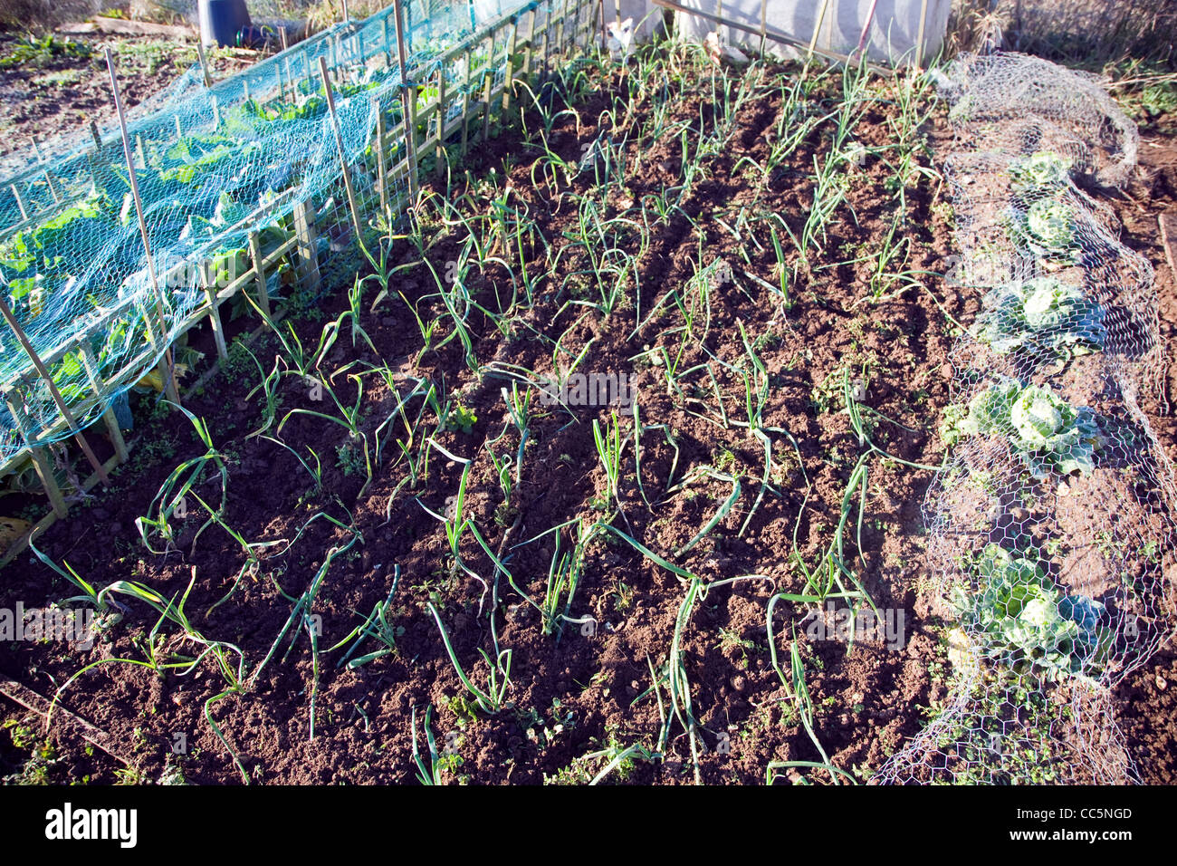 Garden plots hi-res stock photography and images - Alamy