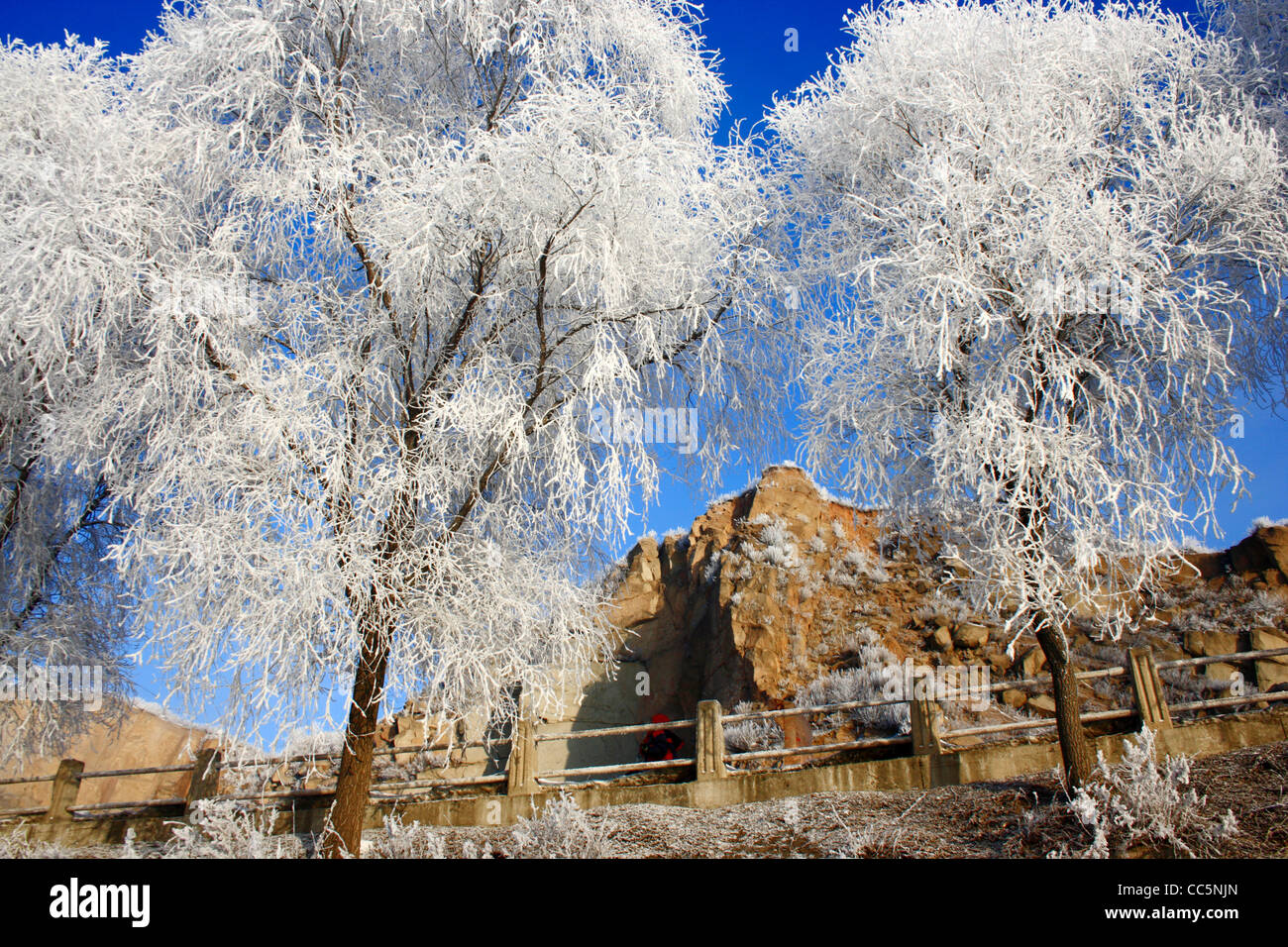 Famous trees of china hi-res stock photography and images - Alamy