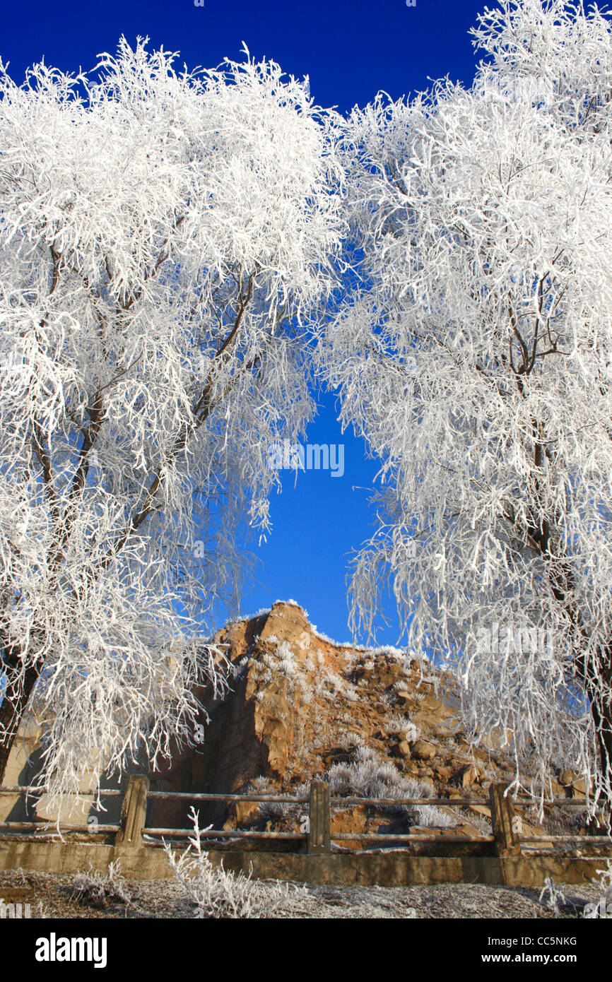 Famous trees of china hi-res stock photography and images - Alamy
