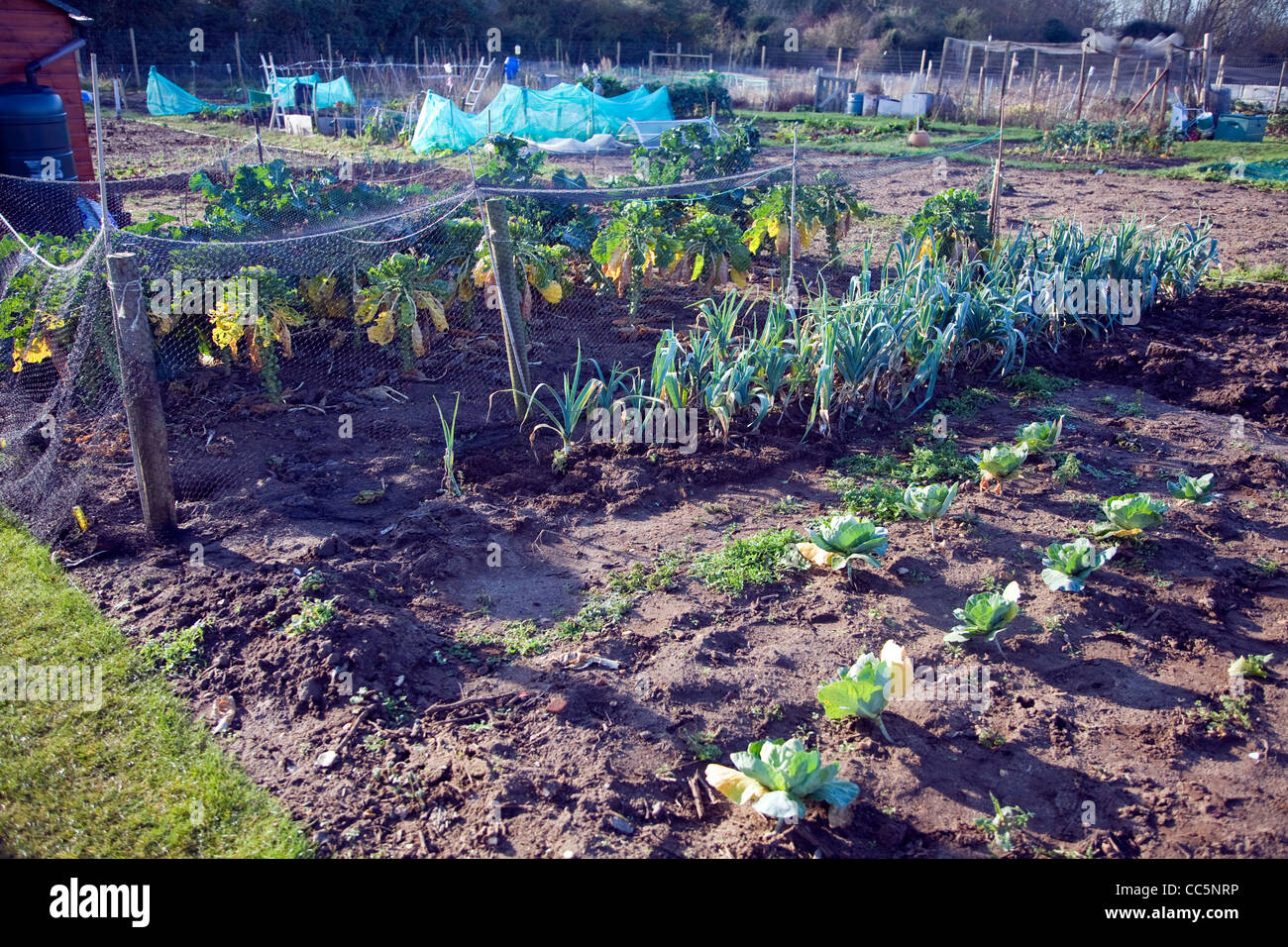 Winter crops allotment garden plots Stock Photo - Alamy