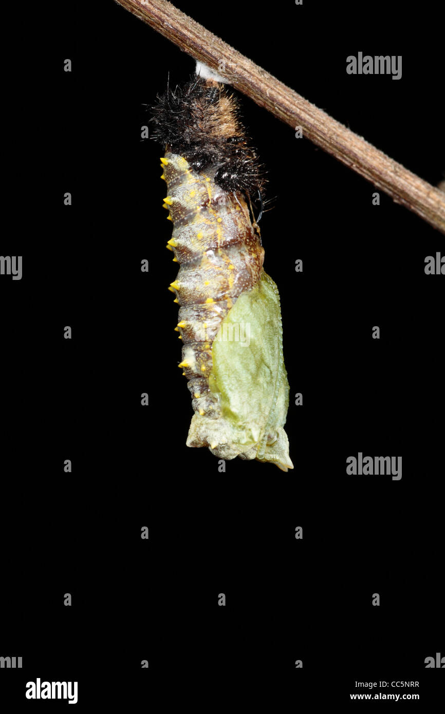 Changing into a chrysalis hi-res stock photography and images - Alamy