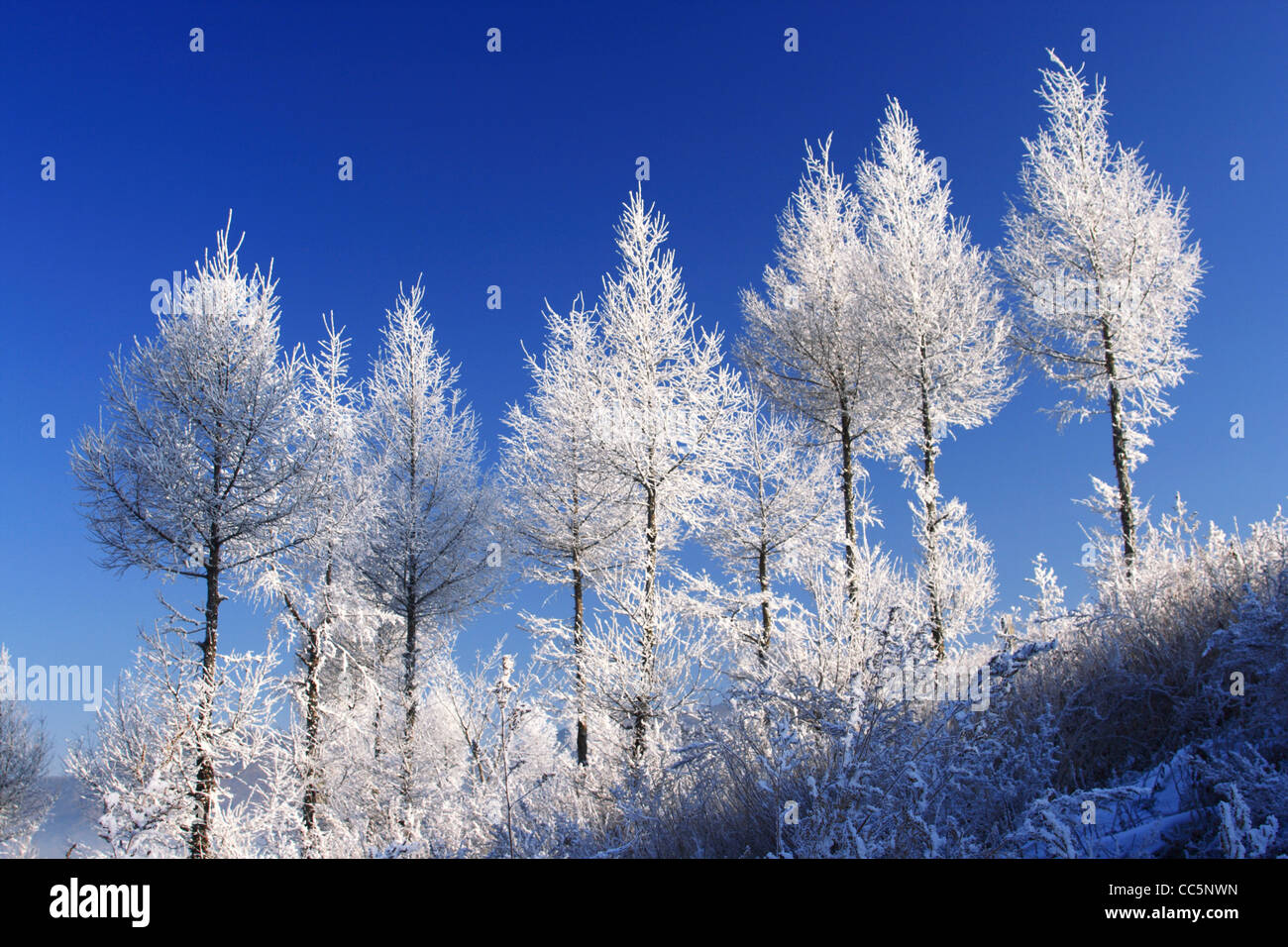 Ice-rimmed trees, Jilin, Jilin , China Stock Photo - Alamy