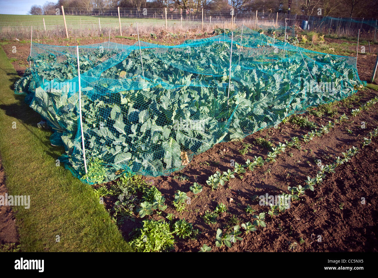 Winter crops allotment garden plots Stock Photo - Alamy