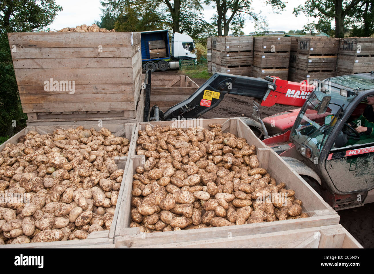 Loading harvested potaotoes onto wagon for delivery to store room Stock ...