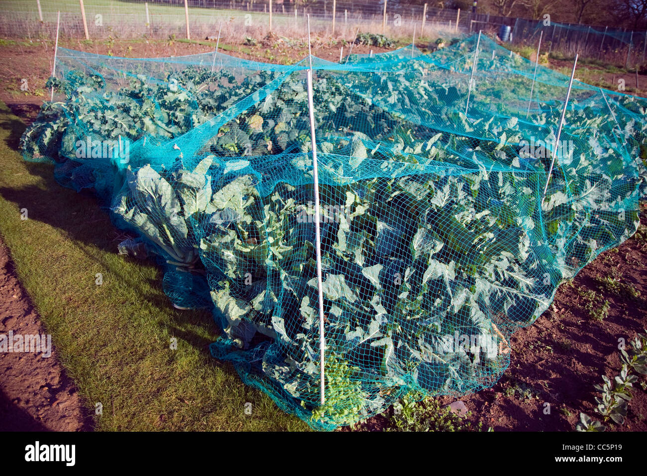 Winter crops allotment garden plots Stock Photo - Alamy