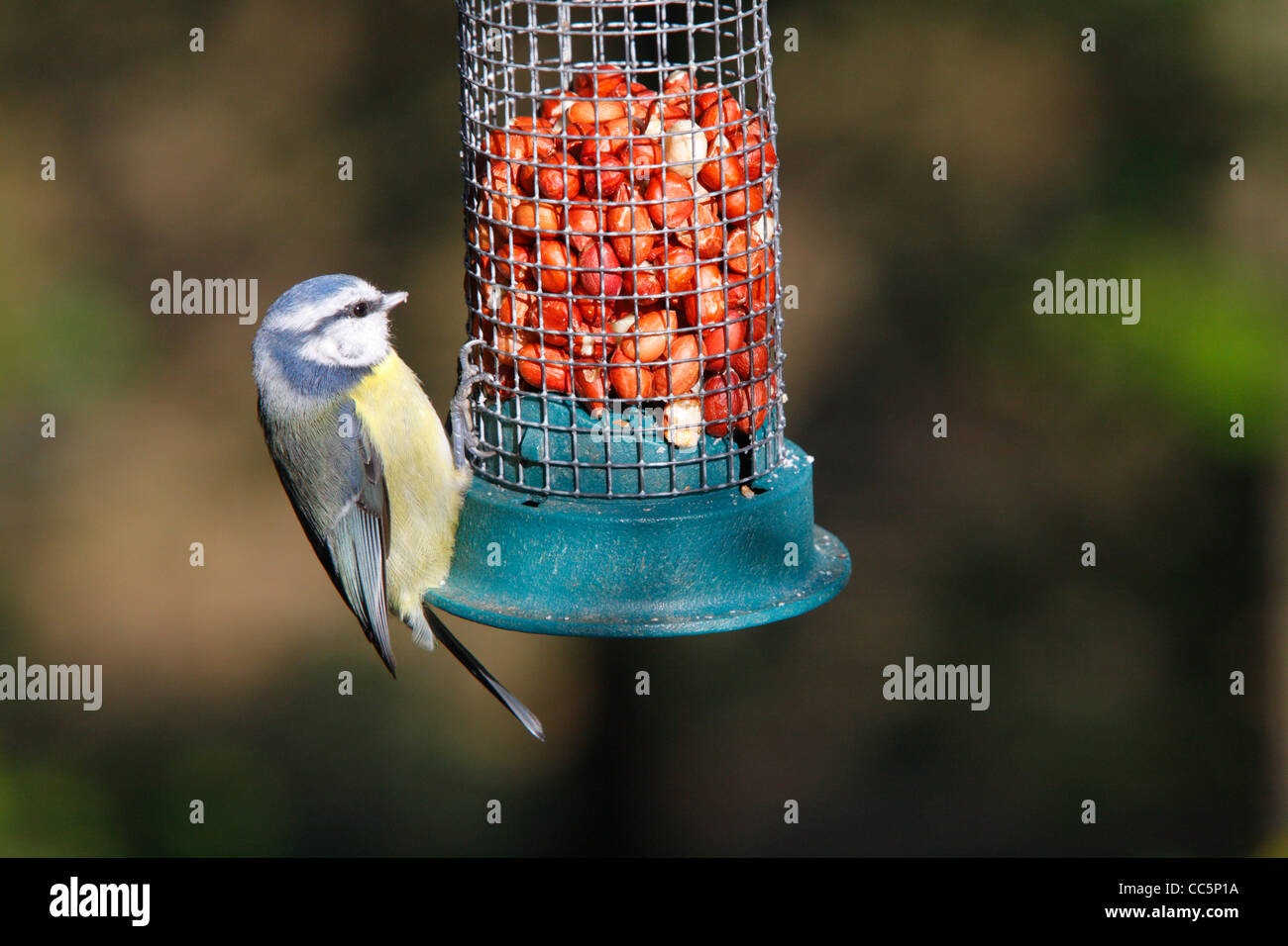 Blue Tit (Parus caeruleus) adult feeding on a wire peanut feeder. Powys ...