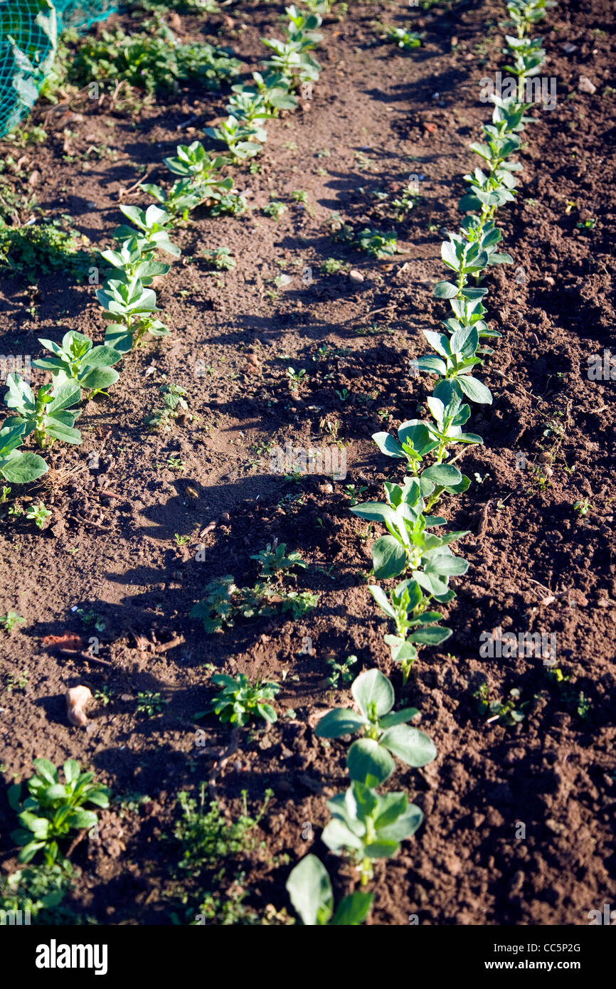 Garden plots hi-res stock photography and images - Alamy