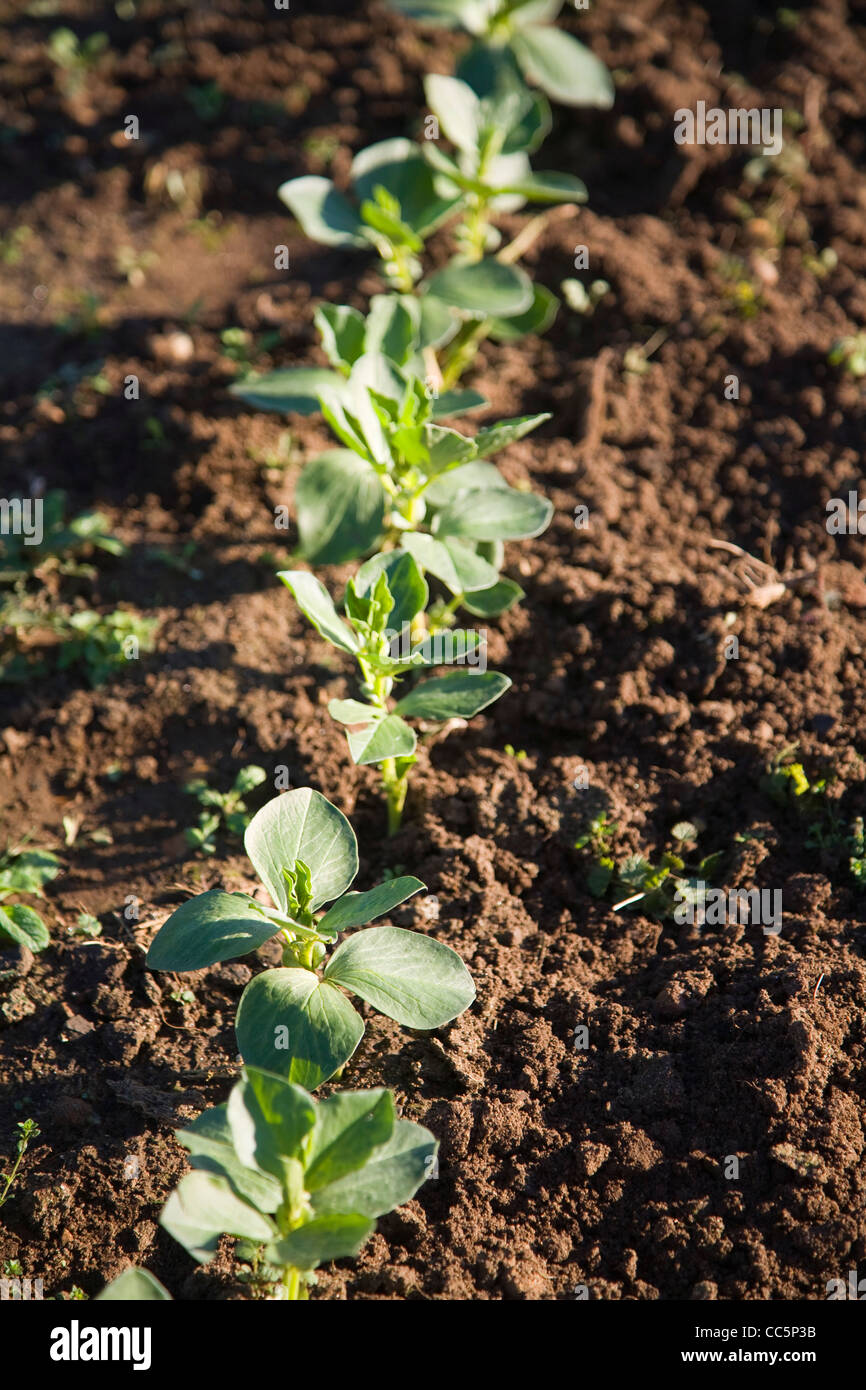 Winter crops allotment garden plots Stock Photo - Alamy