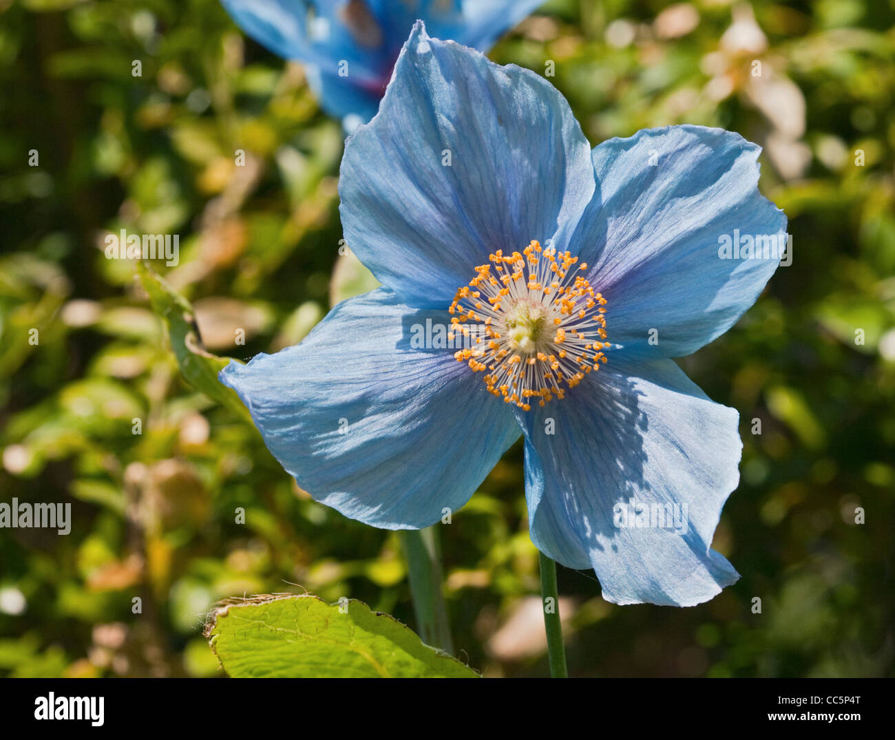 Meconopsis Sheldoni - Blue Himalayan Poppy Stock Photo - Alamy