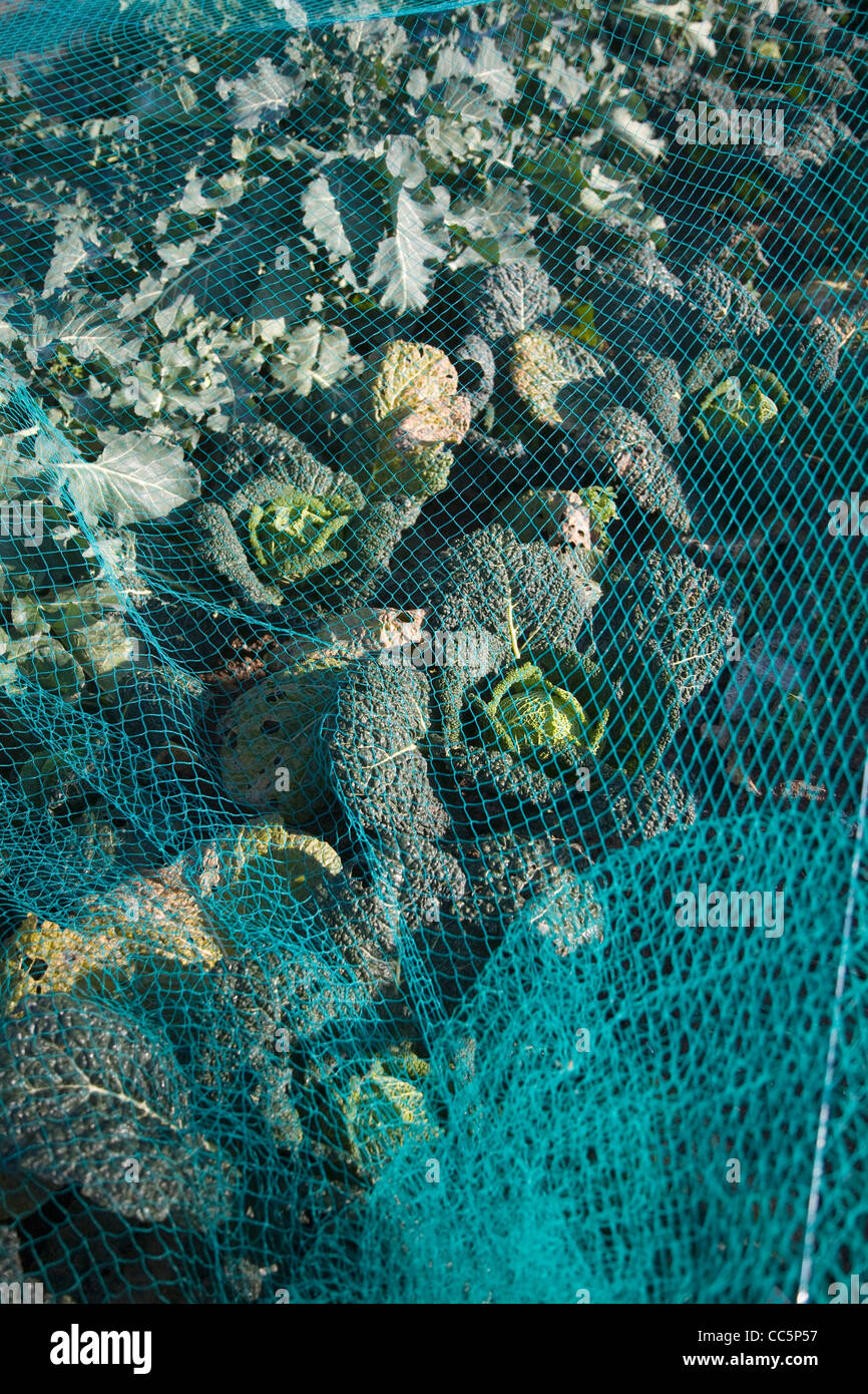 Brassica winter netting hi-res stock photography and images - Alamy