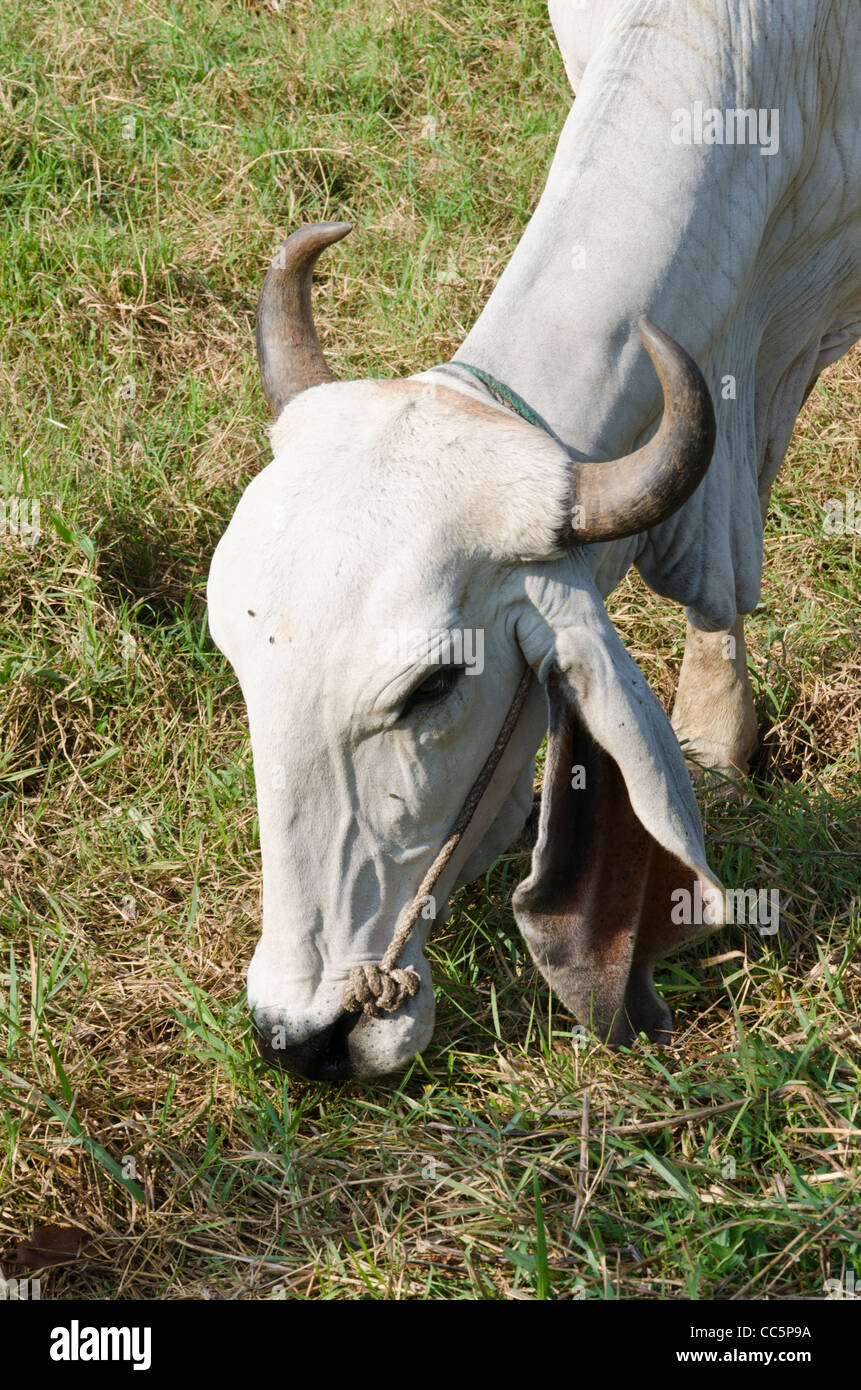 Brahman cattle head hi-res stock photography and images - Alamy