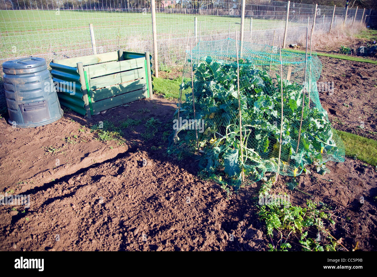 Winter crops allotment garden plots Stock Photo - Alamy