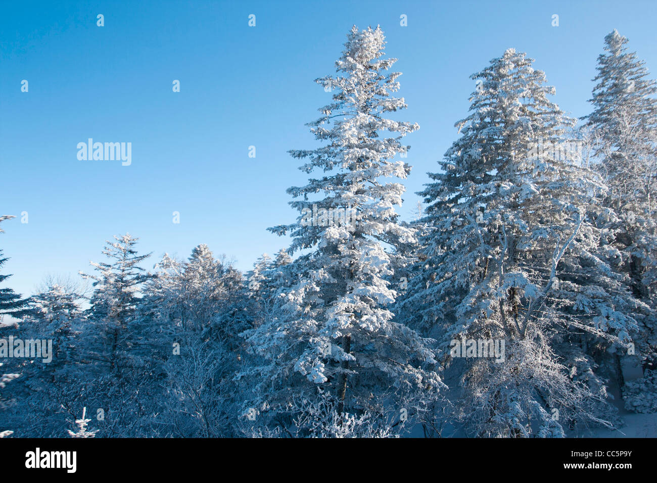 Trees with rime, Lianhua Mountain Ski Resort, Changchun, Jilin , China ...