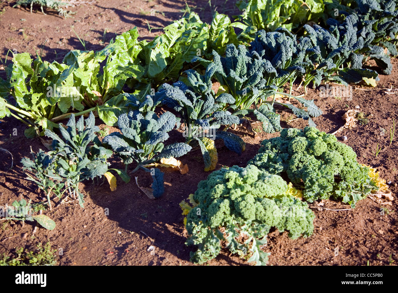 Winter crops allotment garden plots Stock Photo - Alamy