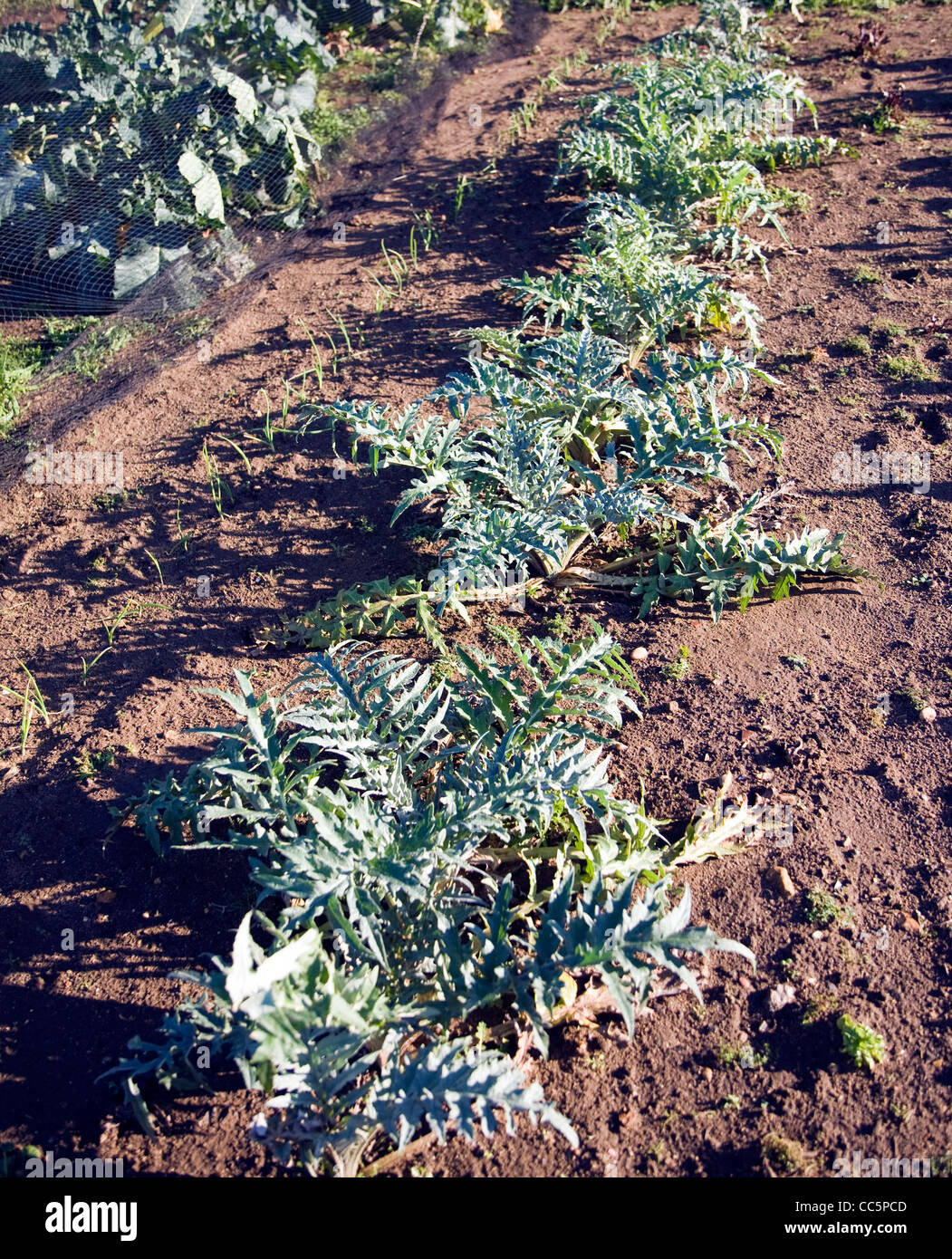 Winter crops allotment garden plots Stock Photo - Alamy