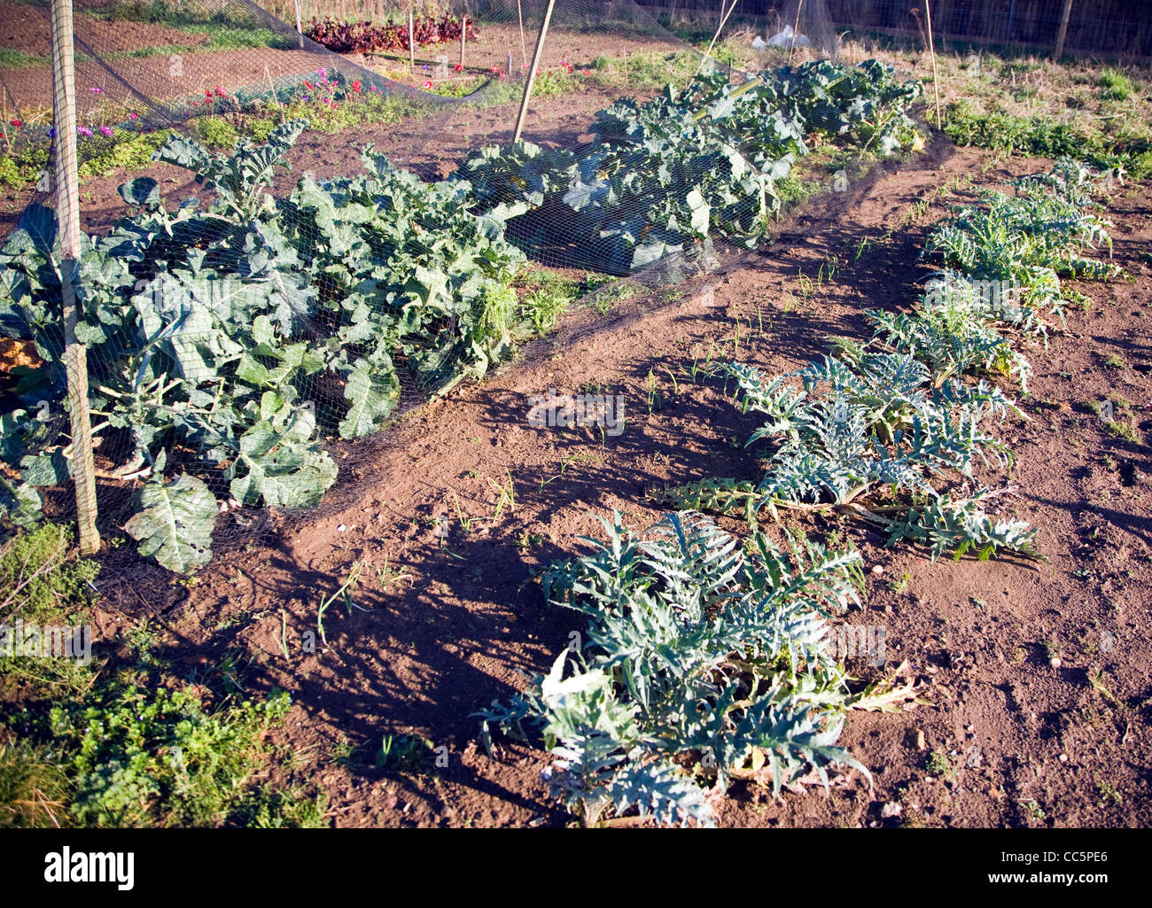 Winter crops allotment garden plots Stock Photo - Alamy