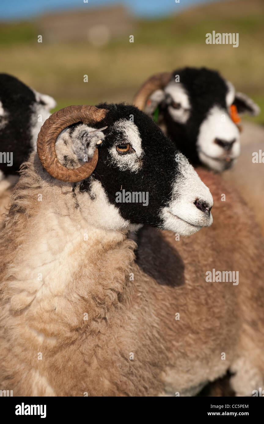 Swaledale ewe in upland pasture Stock Photo - Alamy