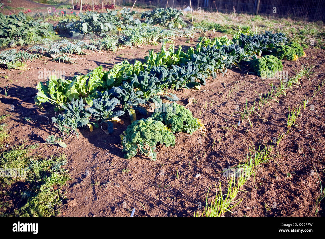 Winter crops allotment garden plots Stock Photo - Alamy