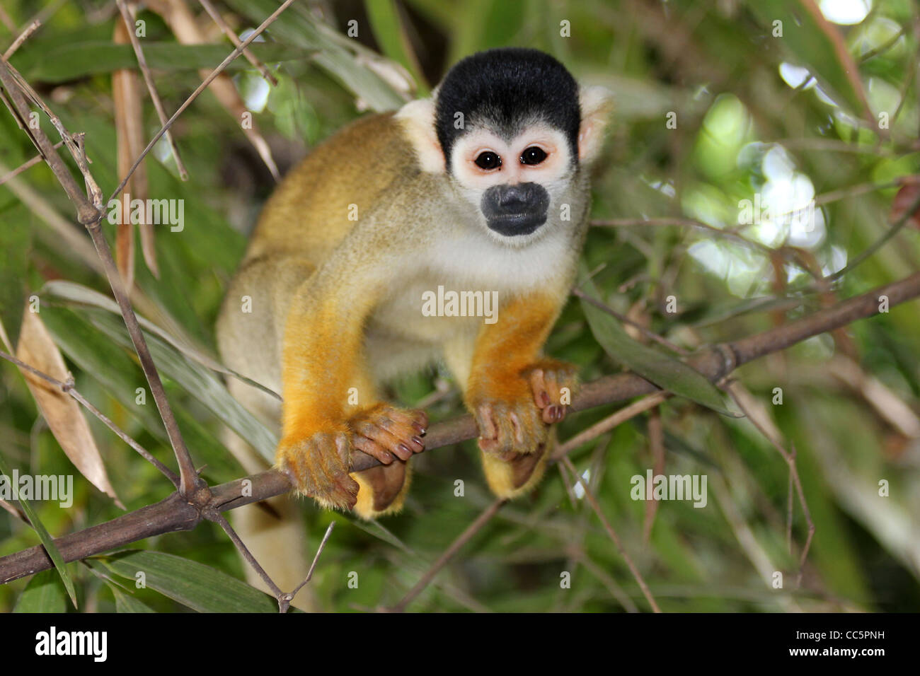 A cute and inquisitive WILD Squirrel Monkey (Saimiri boliviensis) in ...