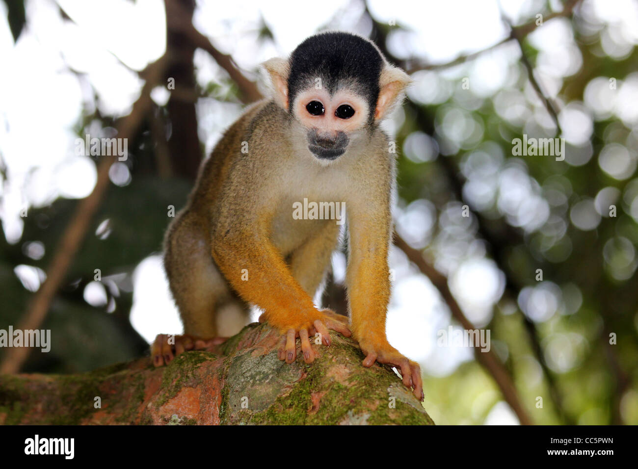 A cute and inquisitive WILD Squirrel Monkey (Saimiri boliviensis) in ...