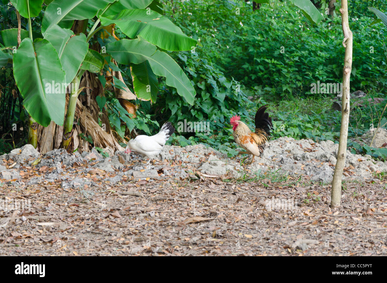 A chicken hen & rooster walk through fallen brown leaves by banana ...