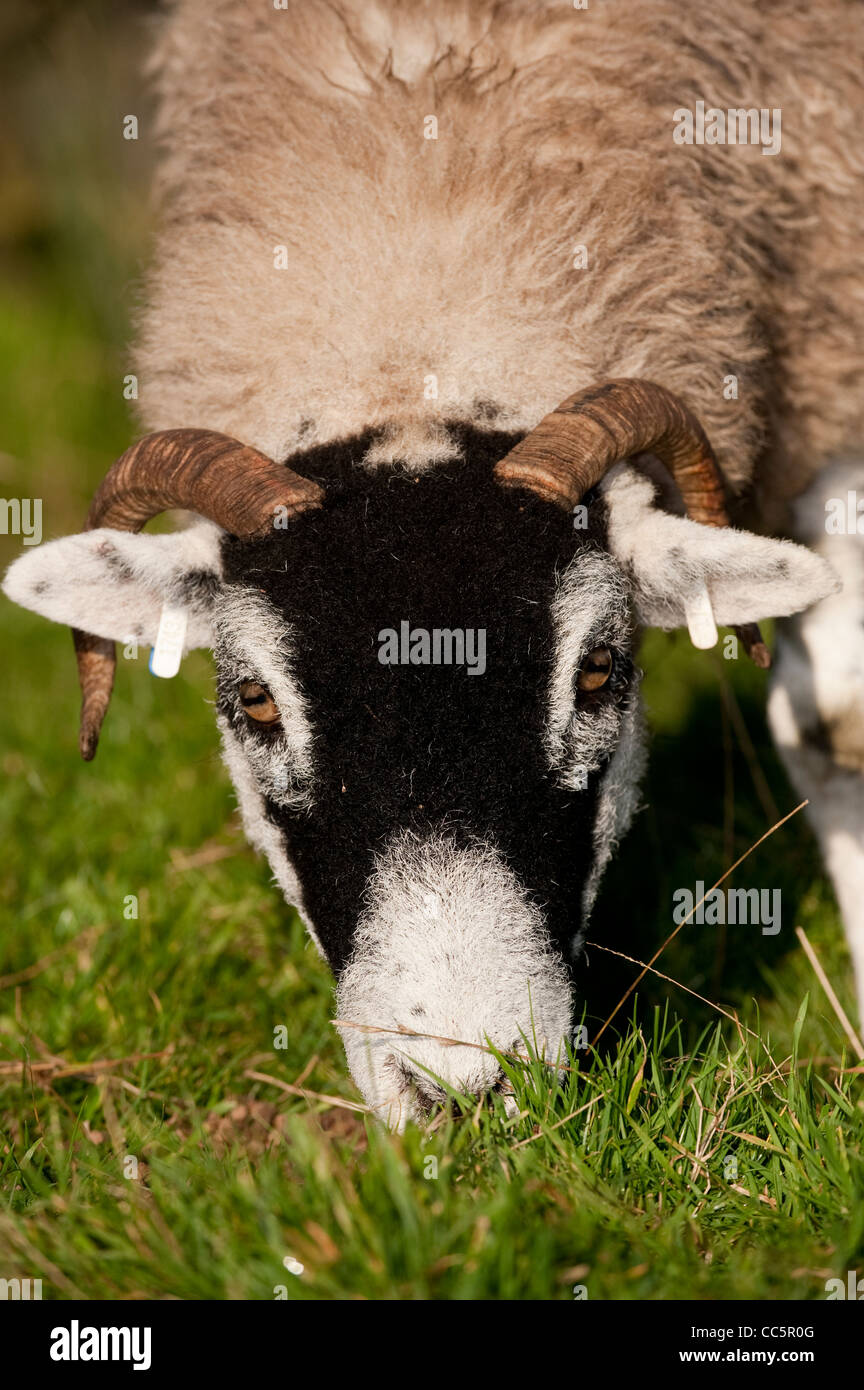 Swaledale ewe grazing in upland pasture Stock Photo - Alamy