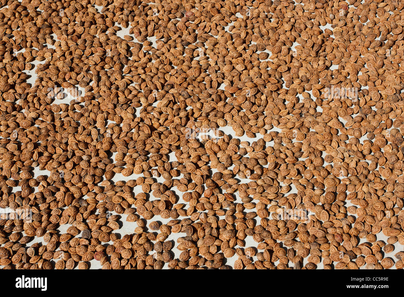 Dried peach pits, Boluo Ancient Town, Yulin, Shaanxi , China Stock ...