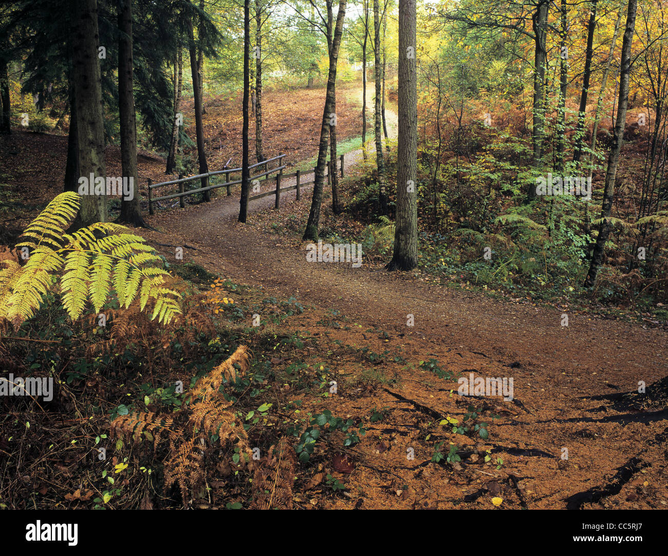 Bentley Hampshire England UK. Woodland path in Alice Holt Forest Park ...