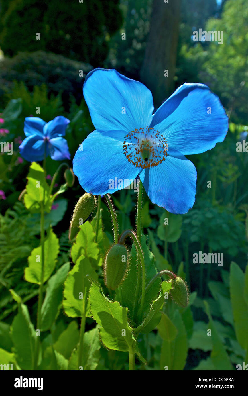 An Himalayan blue poppy Stock Photo - Alamy