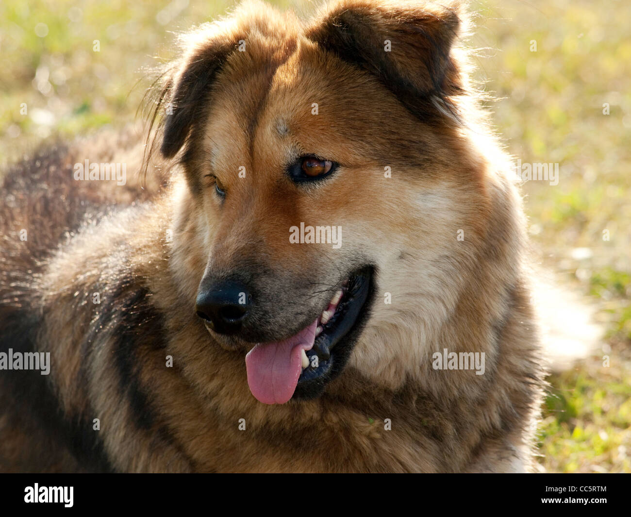 China dog hi-res stock photography and images - Alamy